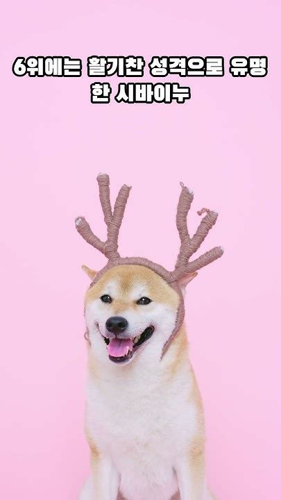 세계에서 귀여운 견종 Top10 Youtube