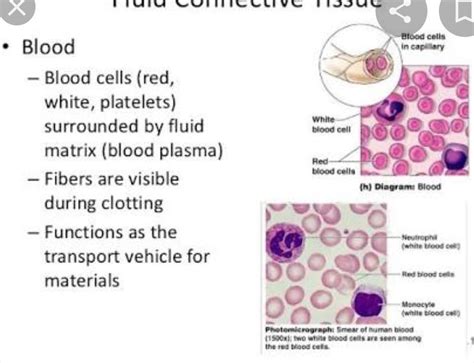 Lymph Fluid Connective Tissue