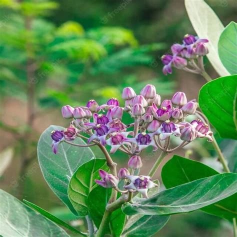 Calotropis Gigantea The Calotripis Gigantea Plant Is Important In A