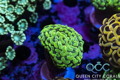 Neon Green Hammer Queen City Corals