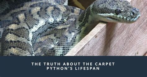 Carpet Python Lifespan