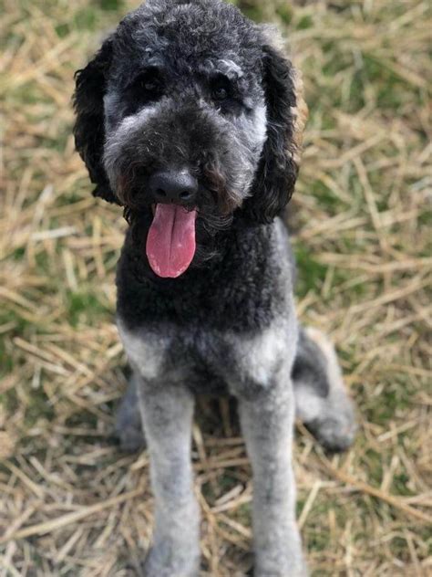 Black Golden Doodle