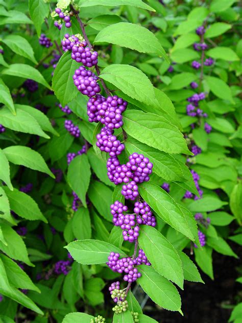 Plant With Purple Berries Plant Ideas