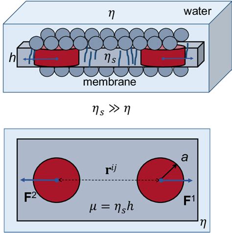 Illustration Of A Membrane Of Viscosity ηs And Thickness H Consisting