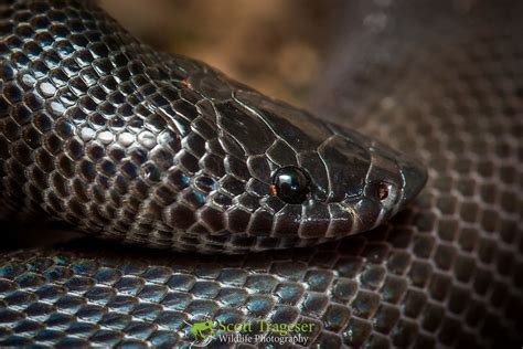 Mexican Burrowing Python Loxocemus Bicolor Pinterest