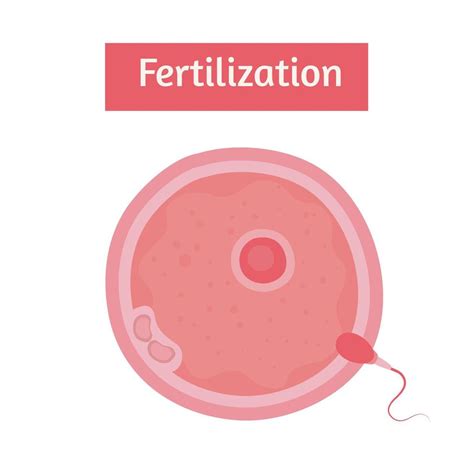 Fertilization Egg Cell And Sperm 5262530 Vector Art At Vecteezy