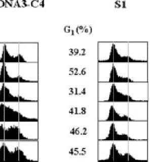 Flow Cytometric Histogram Of Synchronized Cells The Cell Cycle Download Scientific Diagram