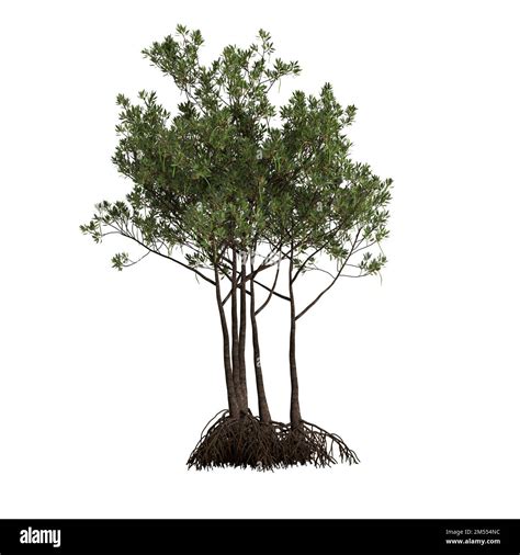 3d Illustration Of Rhizophora Apiculata Tree Isolated On White