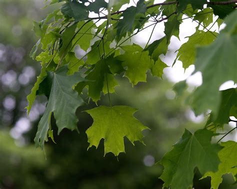 Emerald Queen Norway Maple Acer Platanoides Emerald Queen Walnut