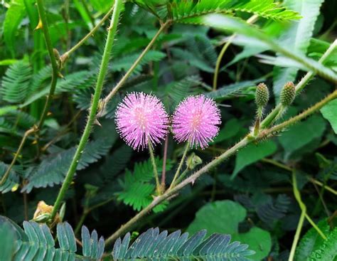 Premium Photo Sensitive Plant Or Shameplant Or Flower In Tree Plant Premium Photo Sensitive Plant Or Shameplant Or Flower In Tree Plant