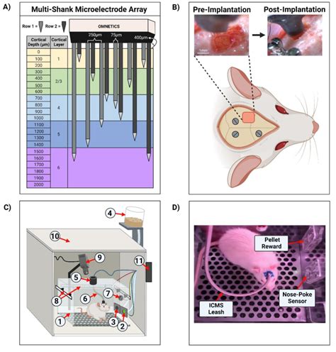 Experimental Setup And Microelectrode Array Implantation A Diagram