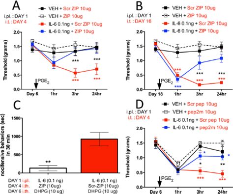 Persistent Nociceptive Sensitization Is Maintained By Spinal Pkm ζ Download Scientific Diagram