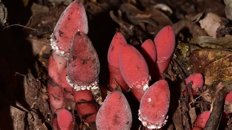 These Parasitic Plants Force Their Victims To Make Them Dinner Popular Science