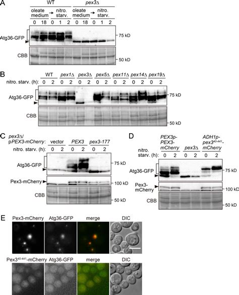 Pex3 Confines Pexophagy Receptor Activity Of Atg36 To Peroxisomes By