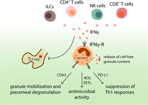 Intestinal Eosinophils Homeostasis And Response To Bacterial Intrusion