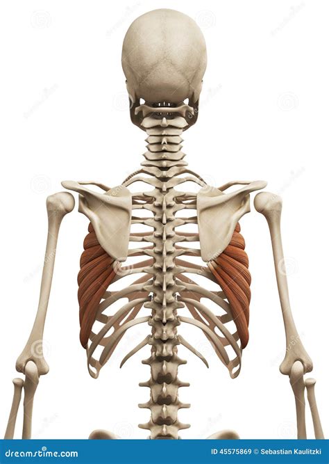 The Serratus Anterior Stock Illustration Image 45575869