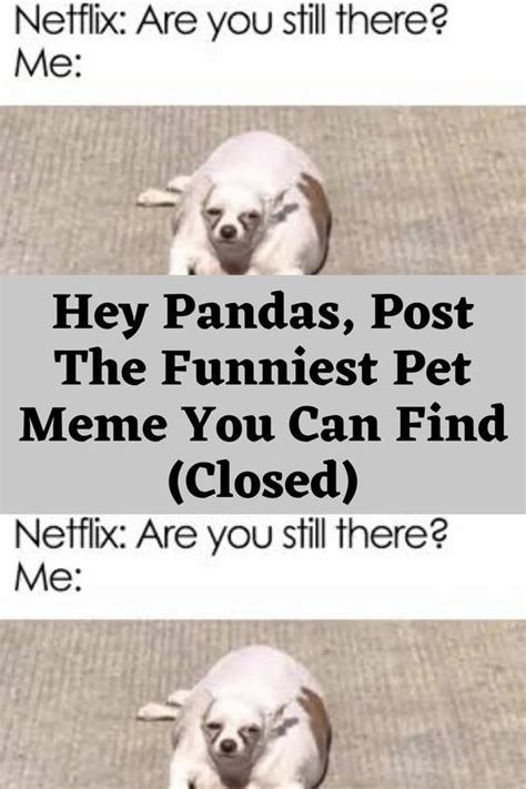 Hey pandas post the funniest pet meme you can find closed – Artofit