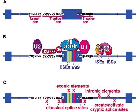 Pre Mrna Splicing And Human Disease