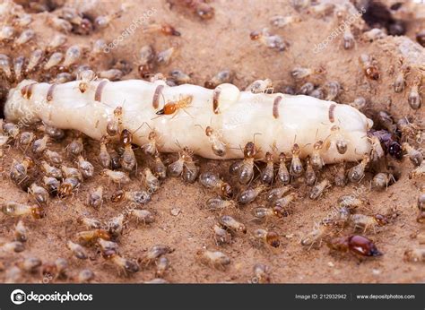 Queen Termite