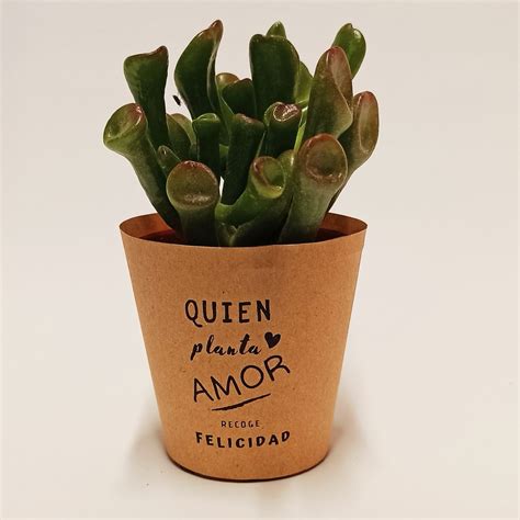 Barcelona Regaloideal Suculents Regalo Cactus Suculentas Minijardines