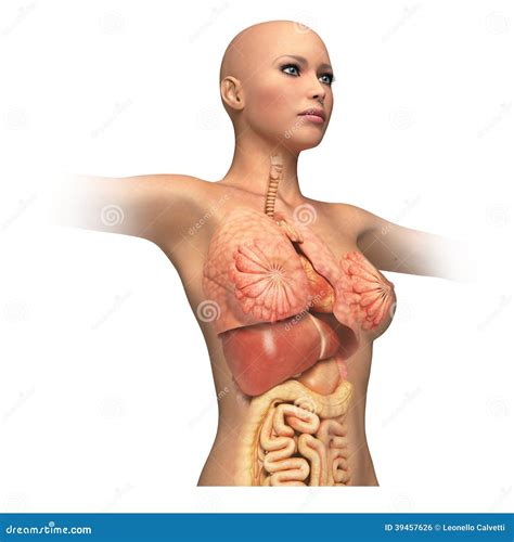 Trunk Body Stock Illustrations 4755 Trunk Body Stock Illustrations