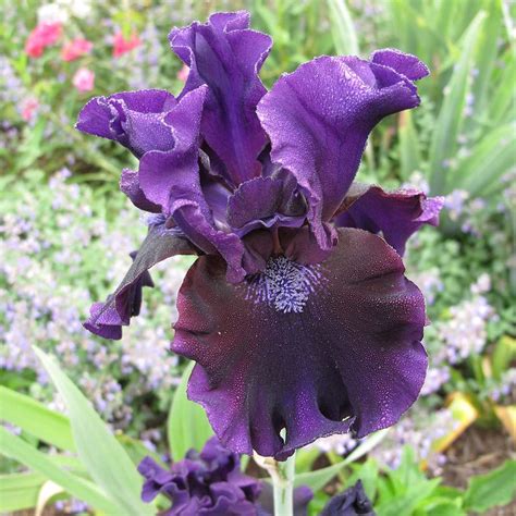 Iris Germanica Violet Inchis Negru Stanjenel Black Knight Verdena