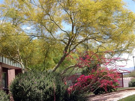 Plant Of The Month Flowering Trees Water Use It Wisely