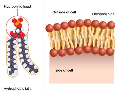 Phospholipid Bilayer Read Biology CK 12 Foundation