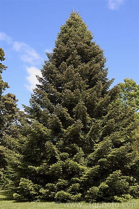 Abies Religiosa Photo Plant Pictures Abies Plants