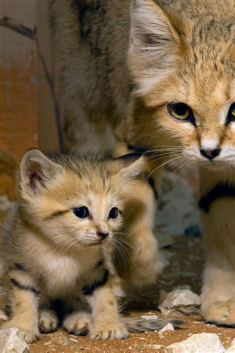 Sand Cat Vu Small Wild Cats Beautiful Cats Sand Cat