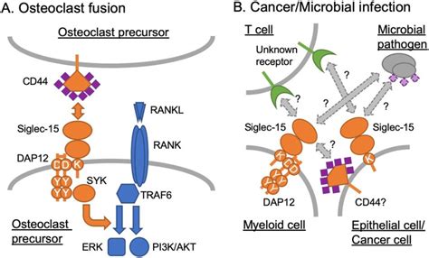 Siglec 15 A Potential Regulator Of Osteoporosis Cancer And Infectious Diseases Pmc
