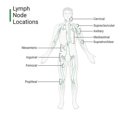 Lymph Wikipedia