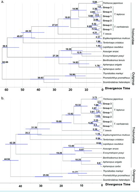 Time Calibrated Phylogeny Summarized On The Maximum Clad Credibility