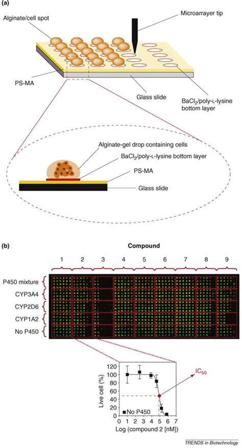 High Throughput Cellular Microarray Platforms Applications In Drug Discovery Toxicology And