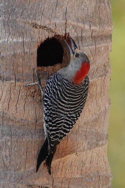 Premium Photo Female Red Bellied Woodpecker And Nest In Key West Florida