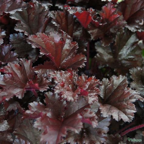 Heuchera Dark Secret From The Chelsea Gold Medal Winning Nursery
