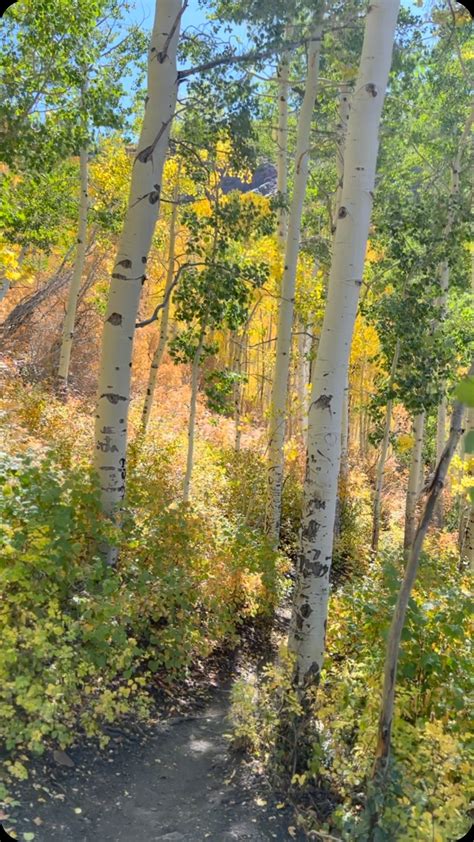 Democrats Are In A Matrix Of Main Stream Media Lies 😳 Cant Make This