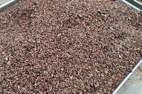 Cocoa Processing Machinery Manufacturer