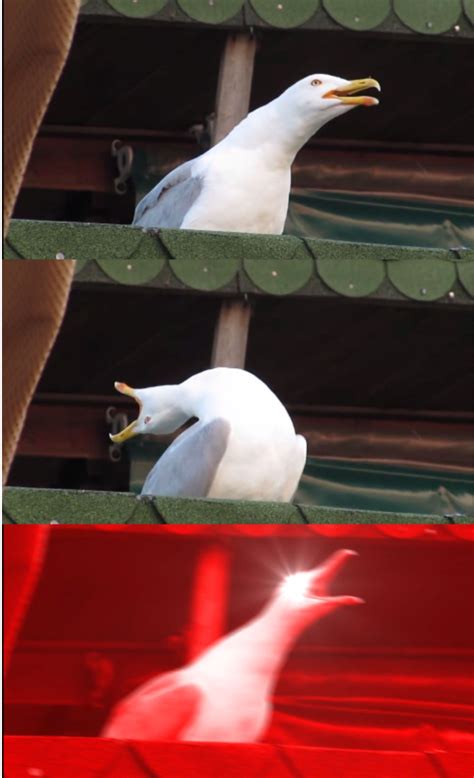 Inhaling Seagull Blank Template Imgflip