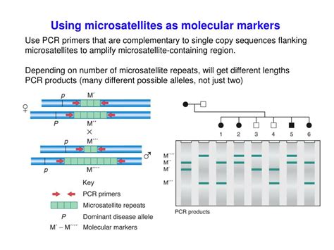 Ppt Simple Sequence Length Polymorphisms Powerpoint Presentation Free Download Id 6151611