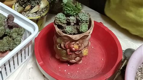 내가 나한테 주는 꽃바구니 선물 ~새해 첫분갈이~화분수를 얼마나 줄였는지~😄엘로우멜로우たにくしょくぶつ