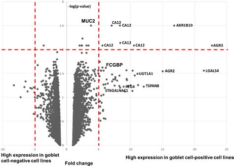 Figure 11 From Goblet Cell Differentiation In Human Colorectal Cancer Cell Lines Semantic Scholar