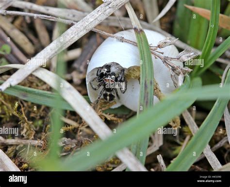 Male Masculine Spider Snail Shell Male Masculine Guard Spider