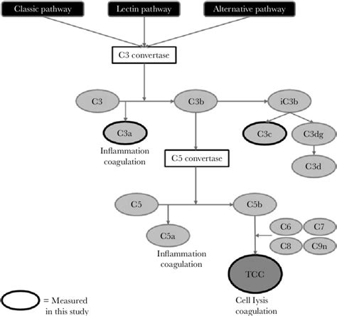 Simplified Overview Of The Complement Pathway Activation Of The