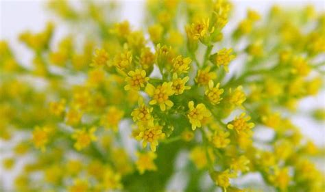 Solidago