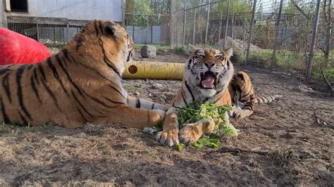 Тигр ест Черемуху Youtube