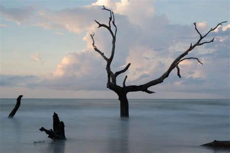 Which Beaches Can You Find The Most Driftwood Driftwood Academy