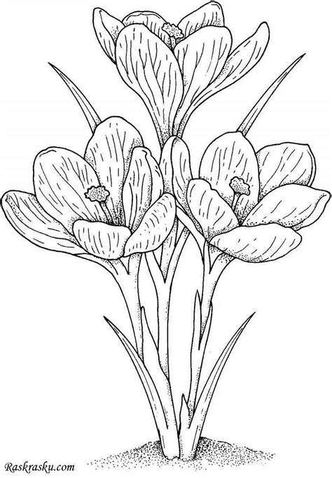 Раскраска садовые цветы Скачать и распечатать