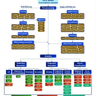 RNA Seq Workflow Of How To Preprocess Data And Conduct Analysis The Download Scientific