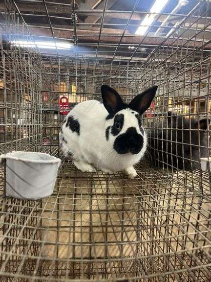 Rex Buck Bart Simpson Rogers Community Auction Inc